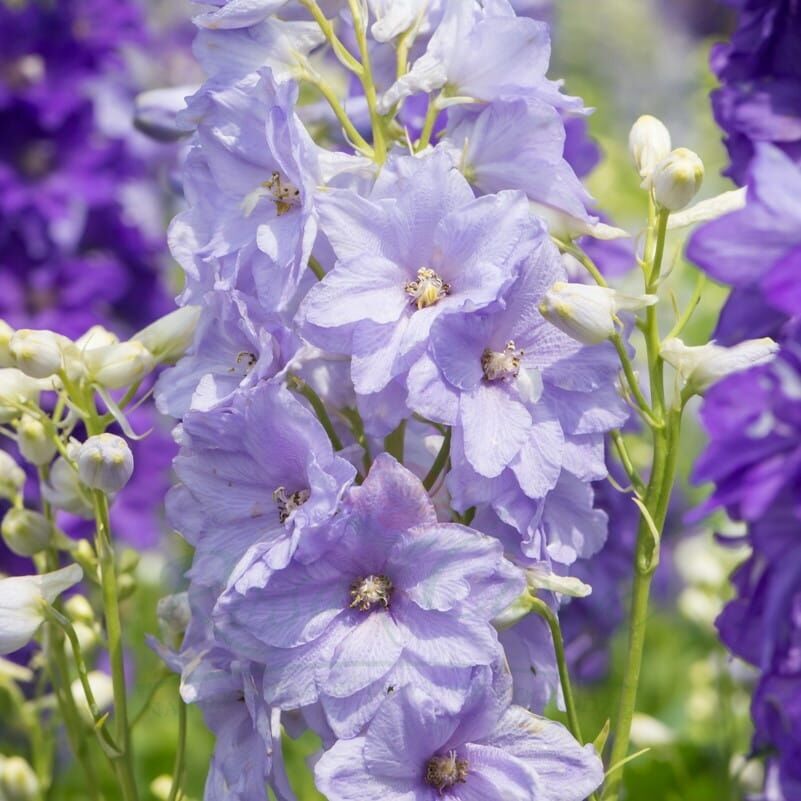 Delphinium 'Digniti Lilats'