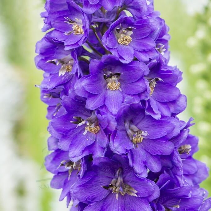 Ostrozka Delphinium Magits F. 'Dark Blue Blatsk Bee'