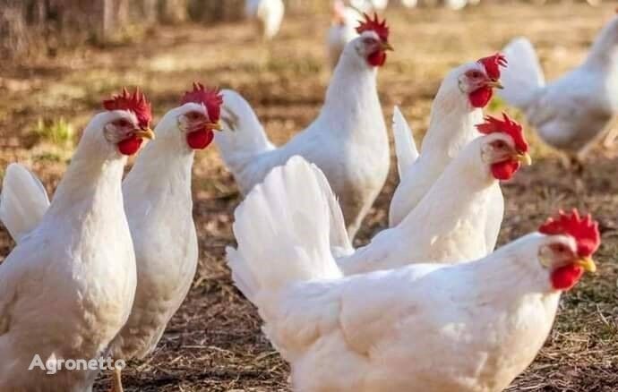 Farma ћe prodavati LEGHORN piliћe