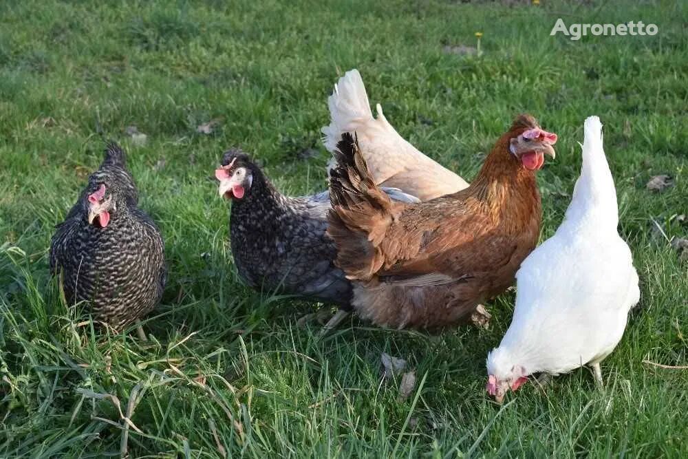 Farma ћe prodavati kokoshke + BESPLATNA dostava