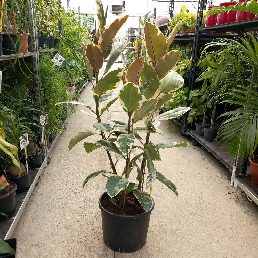 Ficus elastica ‘Tineke’ 130 cm