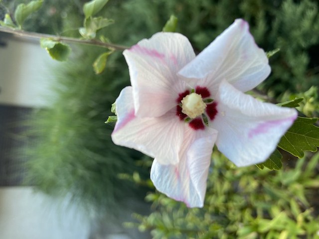 Hibiskus baštenski,velika sadnica