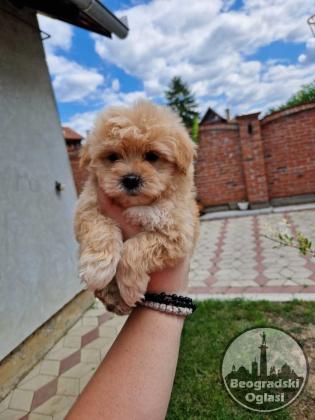 Preslatke bebice MALTIPOO