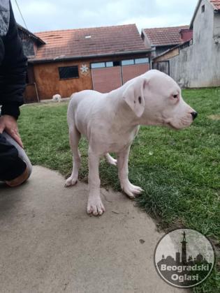 Dogo Argentino štenci