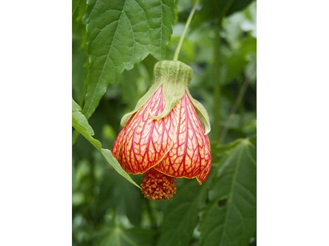 Abutilon