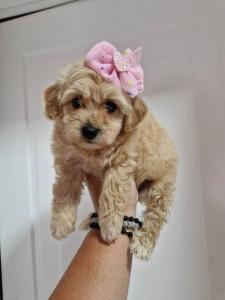 Preslatke bebice MALTIPOO