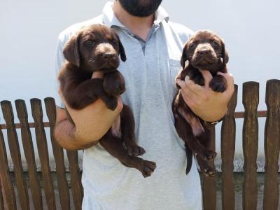 Labrador retriver, čokoladno leglo