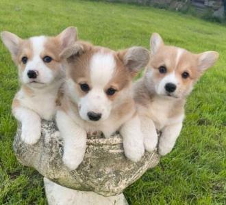 Welsh Corgi Pembroke štenci