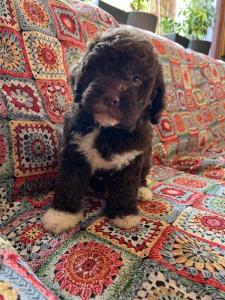 Lagotto Romagnolo štenci