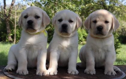 LABRADOR RETRIVER štenci