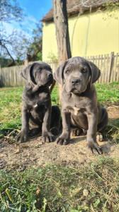 CANE CORSO prelepi štenci