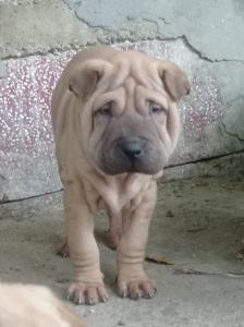 Šar pej (Shar pei) štenci