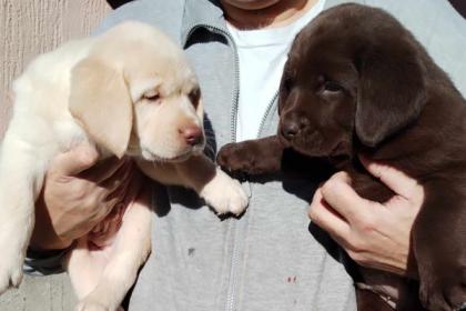 Labrador retriver štenci