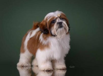 SHIH TZU kvalitetni stenci