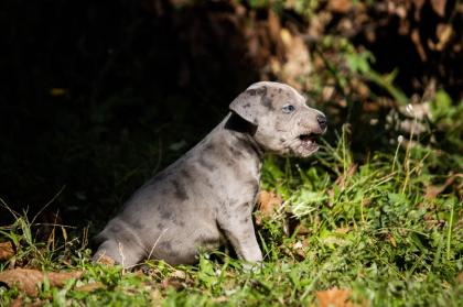 Američki pit bull terijer štenci