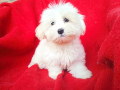 Štenci Coton de Tulear (Tulearski pas)