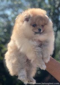 Pomeranac, Pomeranian, Boo stenci