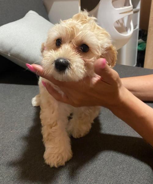 Maltipoo štenci