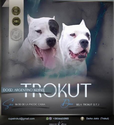 Dogo Argentino, štenci