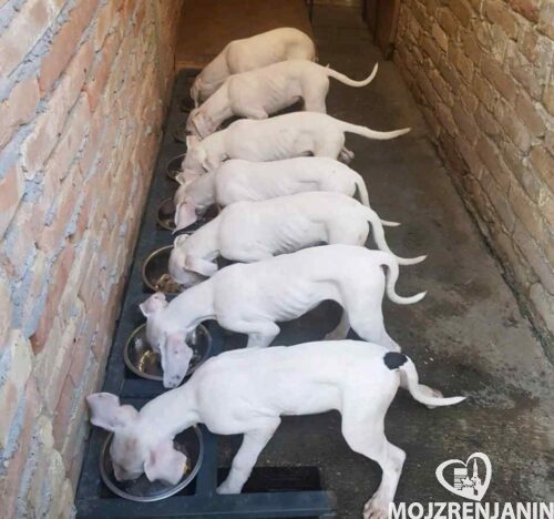 Na prodaju stenci Dogo Argentino