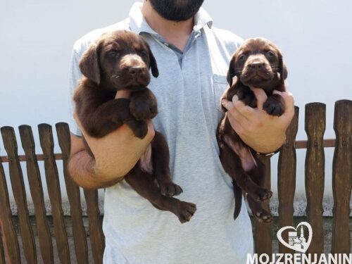 Labrador retriver, čokoladno leglo