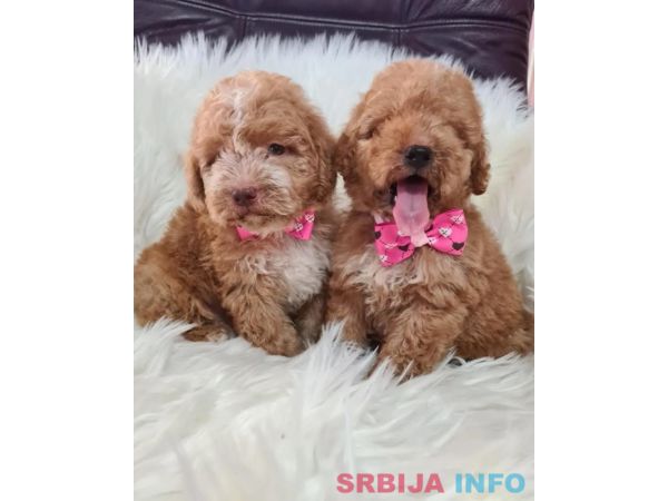 Labradoodle štenci F1B