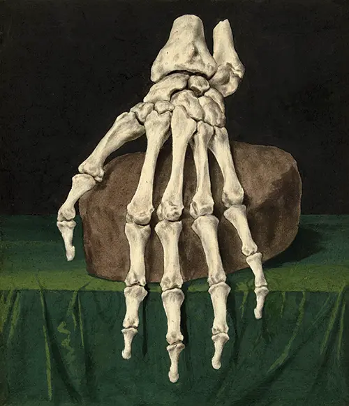 Skeleton of a Hand (1709–1773)