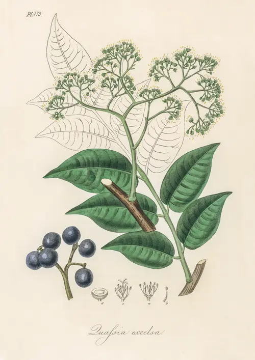 Picrasma Excelsa (1836)