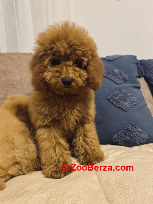 Toj pudla (Toy Poodle)