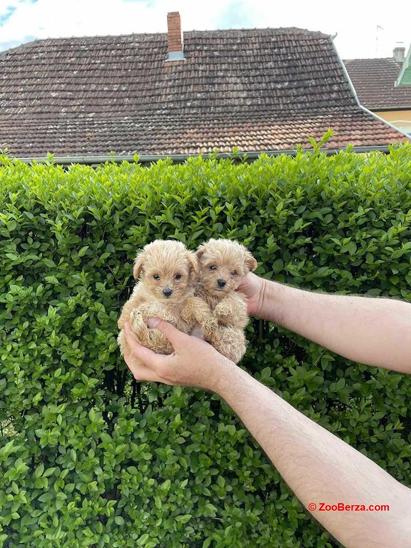 Maltipoo stenci