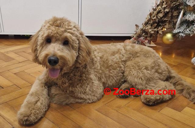 Goldendoodle F1