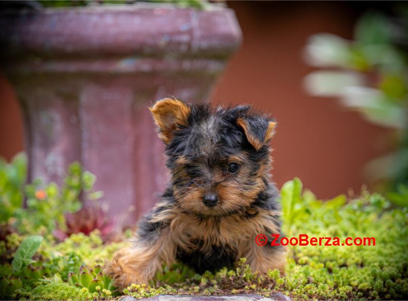 Jorkširski terijer Yorkie štenci