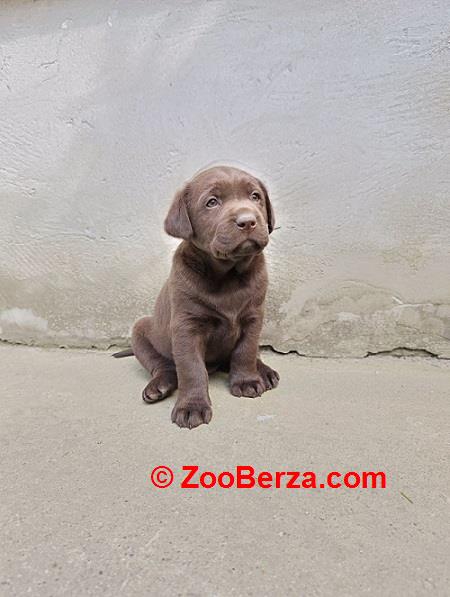 Labrador retriver