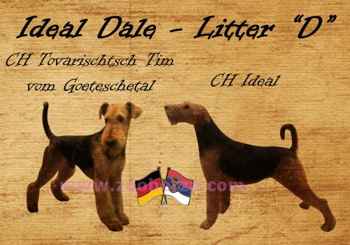 Erdel Terijer (Airedale Terrier)