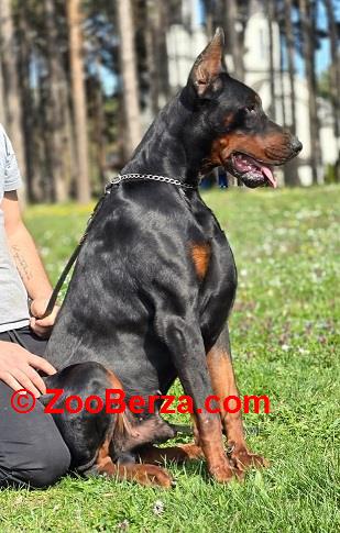 Doberman,mužijak dostupan za parenje