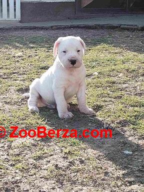 Dogo Argentino štenci