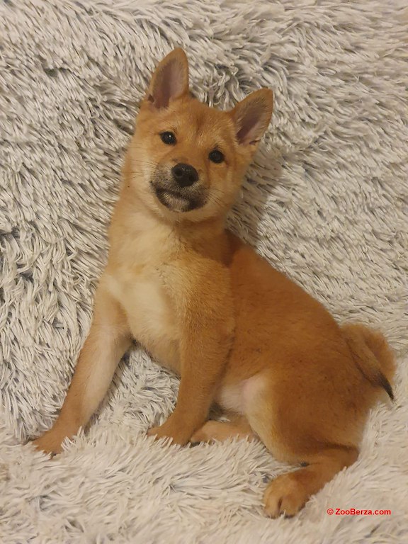 Shiba inu (Šiba inu) malisani