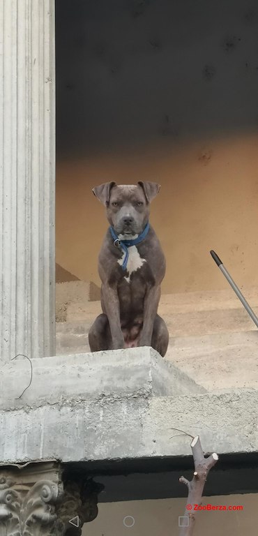 Mesanci pit bula BLUE NOSE