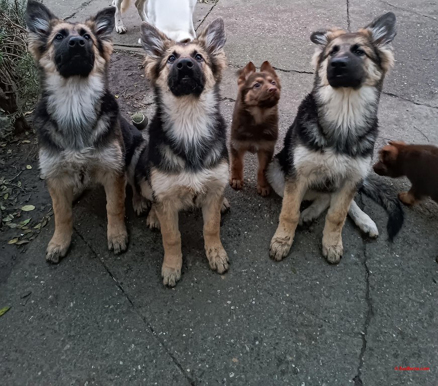 Ženke nemackog ovcara