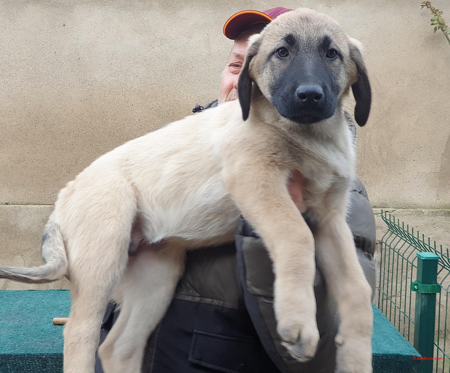 Kangal stenci