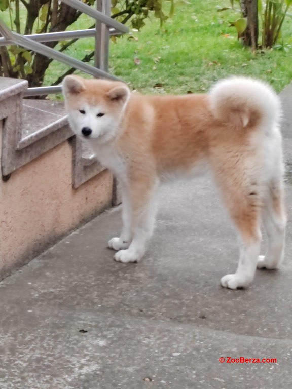 Japanska Akita