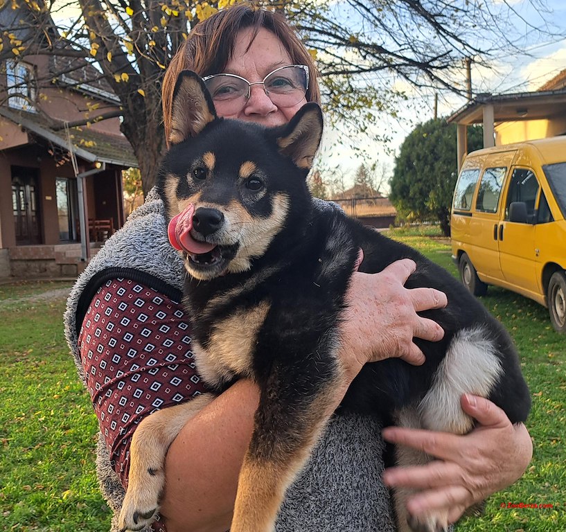 Shiba Inu štenci na prodaju