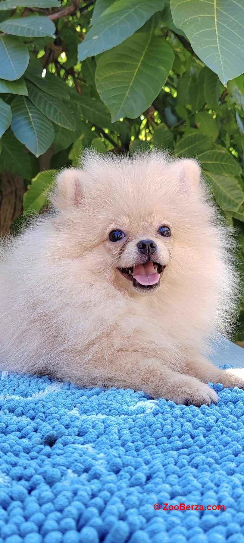 Pomeranac-BOO