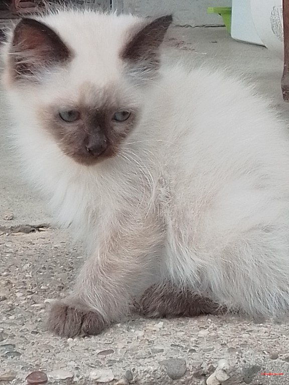 Ragdoll mače