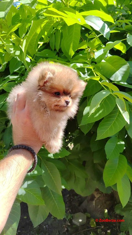 Pomeranac-BOO