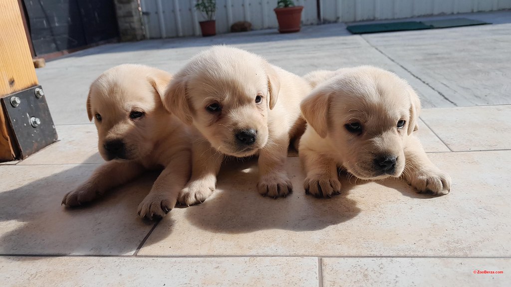 Na prodaju Labrador štenci