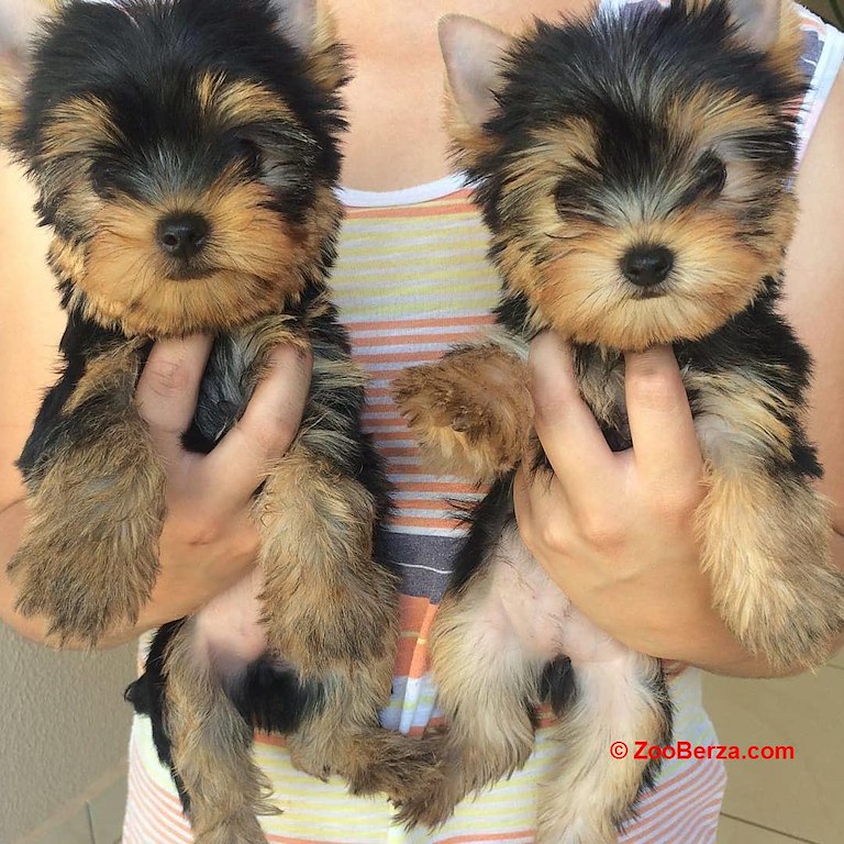 Prekrasni štenad Yorkshire Terrier