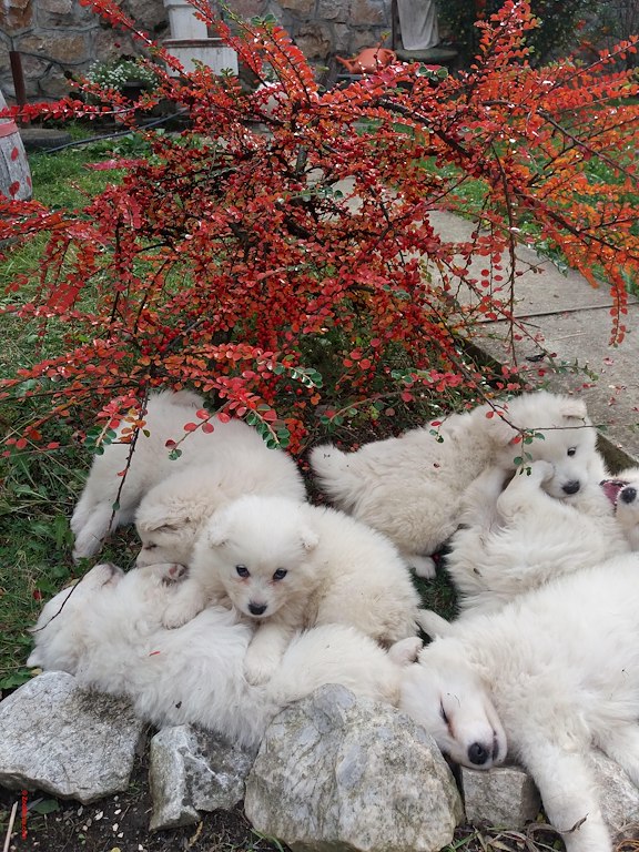 Sibirski samojed