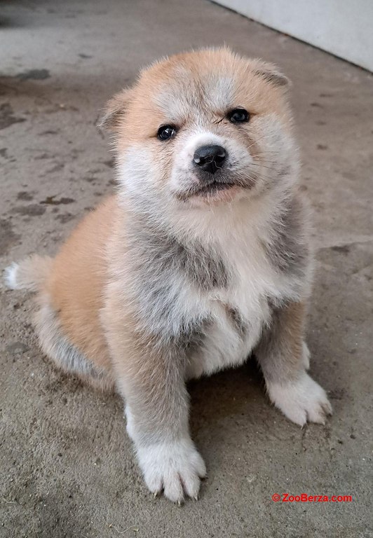 Štenci Akita Inu