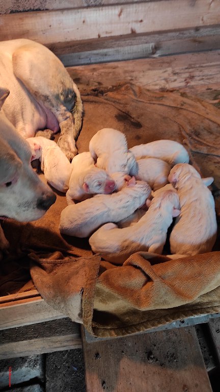 Stenci Dogo Argentino REZERVACIJA!